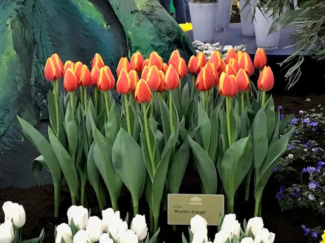 Tulpen - G.P. Burger Bloembollen